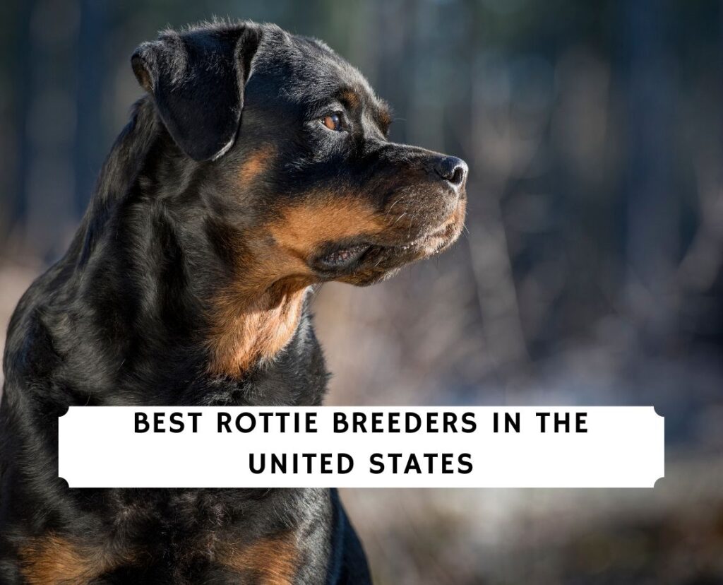 11 Best Rottie Breeders in the United States! - We Love Doodles