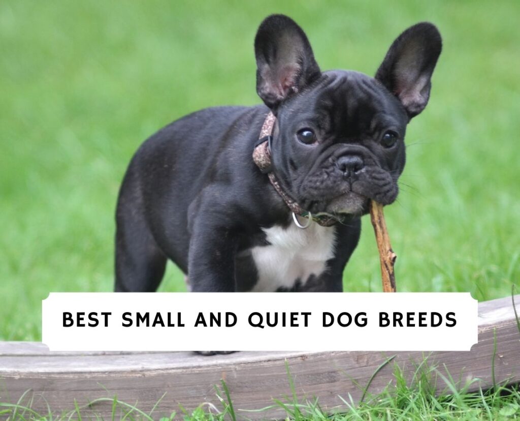 6 Best Small and Quiet Dog Breeds!