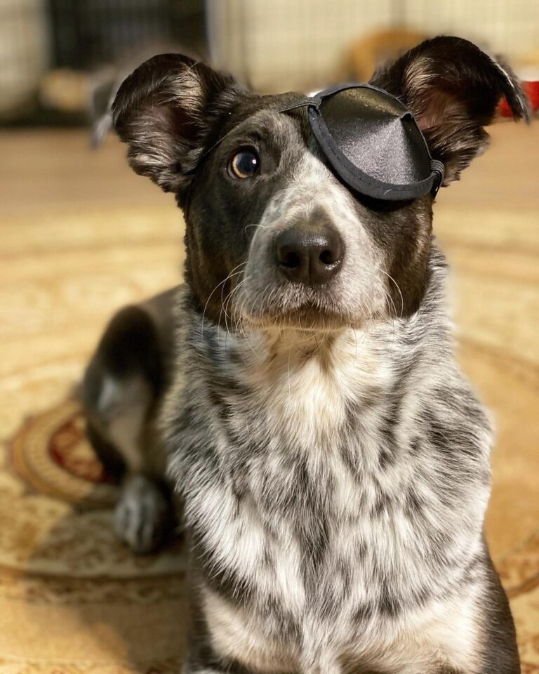 The 4 Best Dog Eye Patches! - We Love Doodles