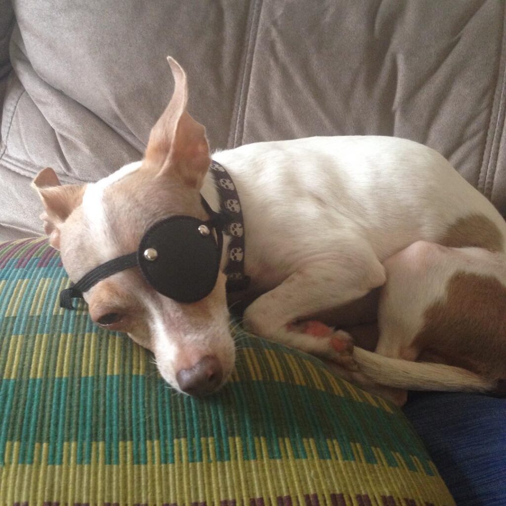 The 4 Best Dog Eye Patches!