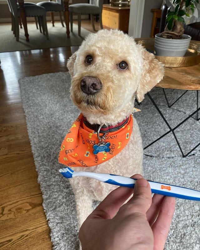 The 10 Best Plaque Removers for Dogs! - We Love Doodles