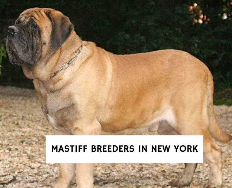 6 Best Mastiff Breeders in New York! - We Love Doodles