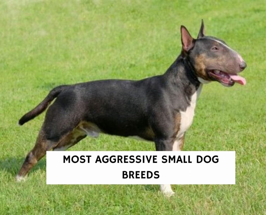 10 Most Aggressive Small Dog Breeds!