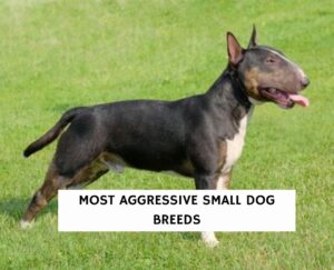 10 Most Aggressive Small Dog Breeds! - We Love Doodles