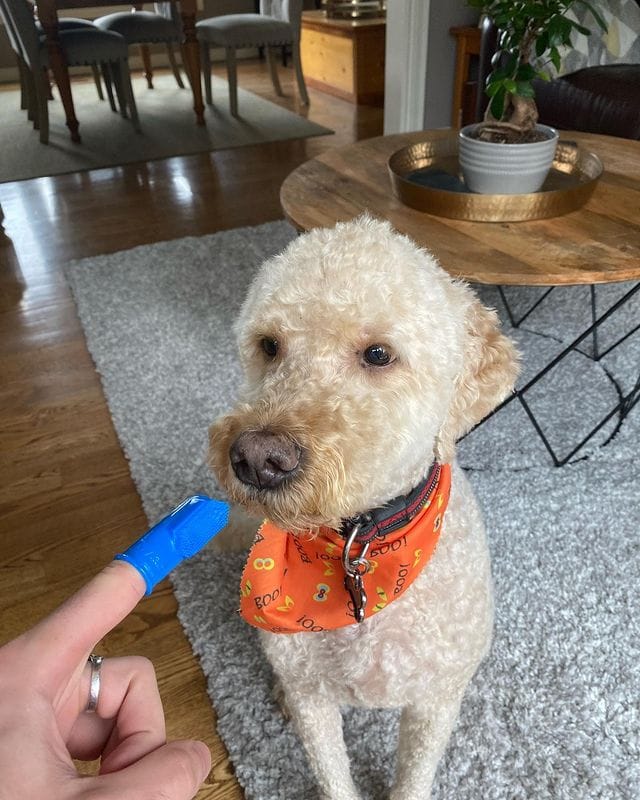 The 10 Best Plaque Removers for Dogs! - We Love Doodles