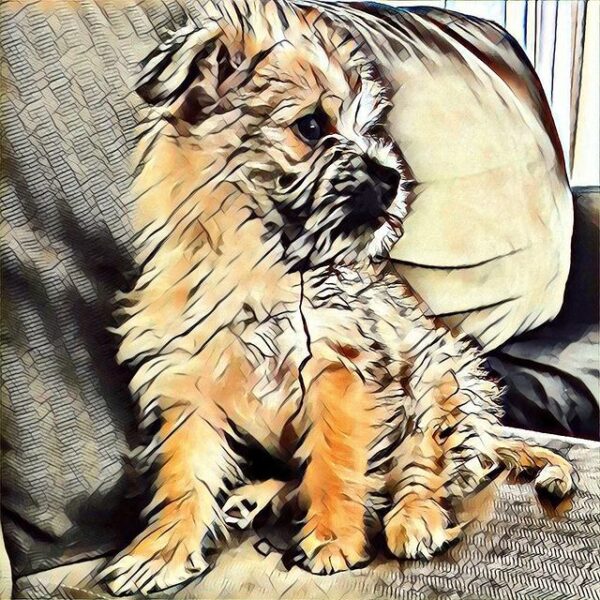 100 Best Cartoon Dog Names That Are Actually Good! - We Love Doodles