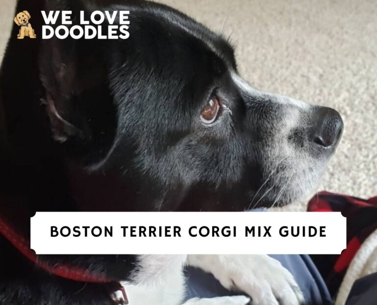 Boston Terrier Corgi Mix Facts and Pictures! - We Love Doodles