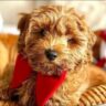 Canoodle Dog Information, Facts, Images! - We Love Doodles