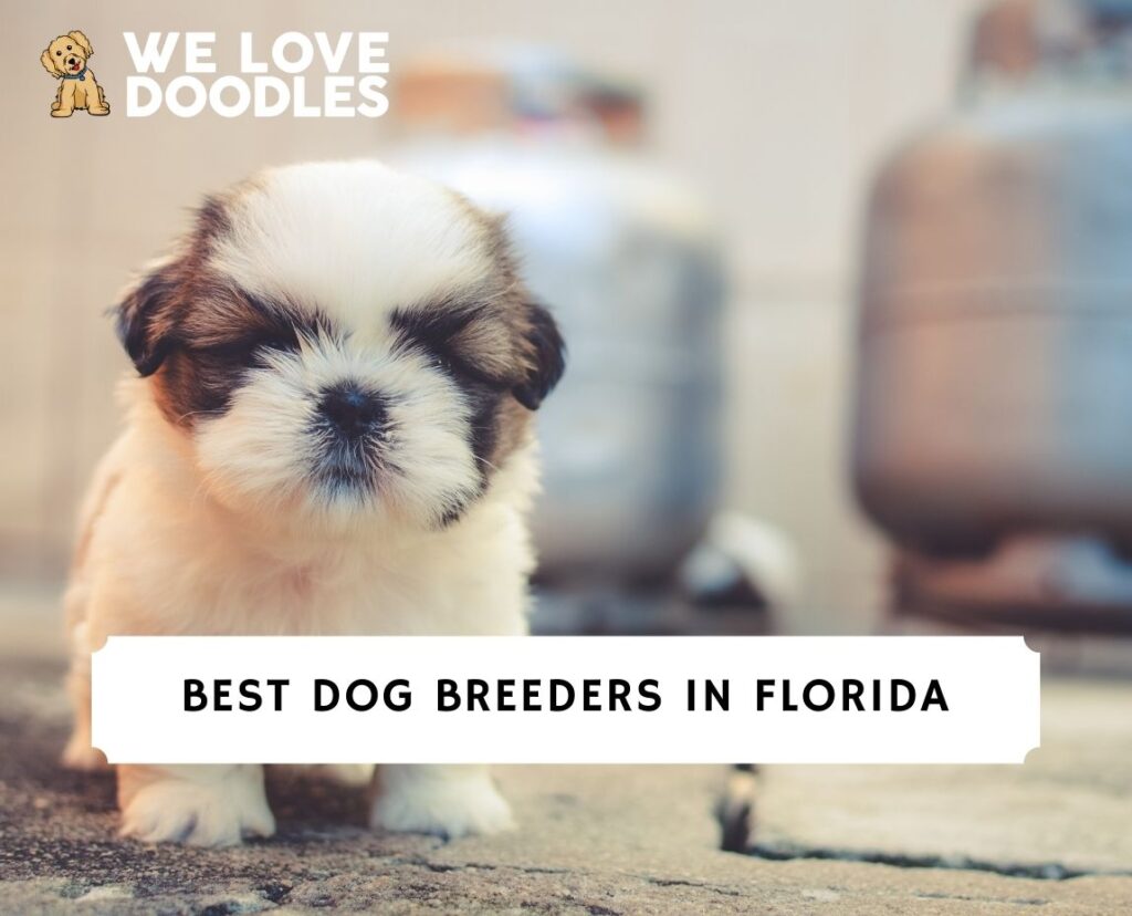 8 Best Dog Breeders in Florida! (2023) - We Love Doodles