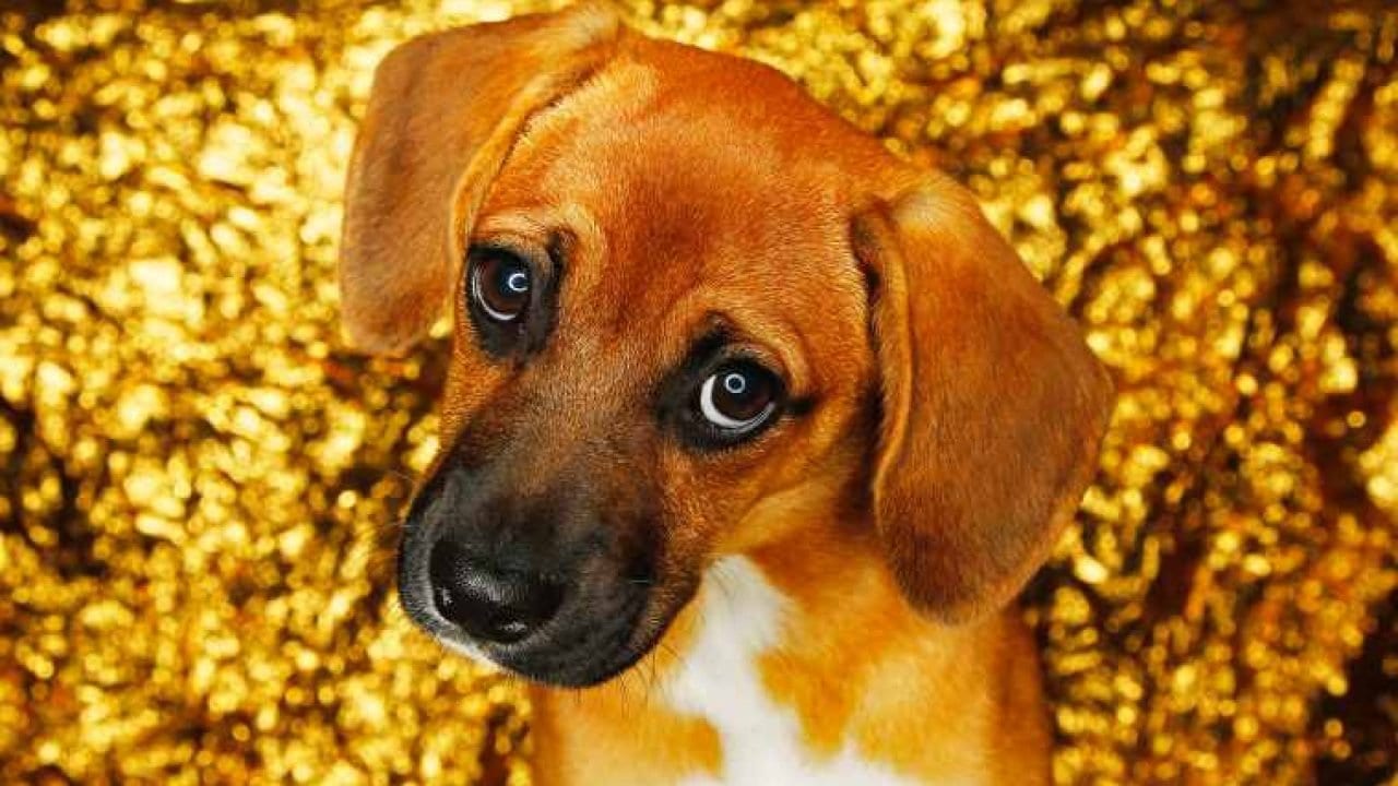 Best 100 Historical Dog Names For A Puppy! (2024) - We Love Doodles