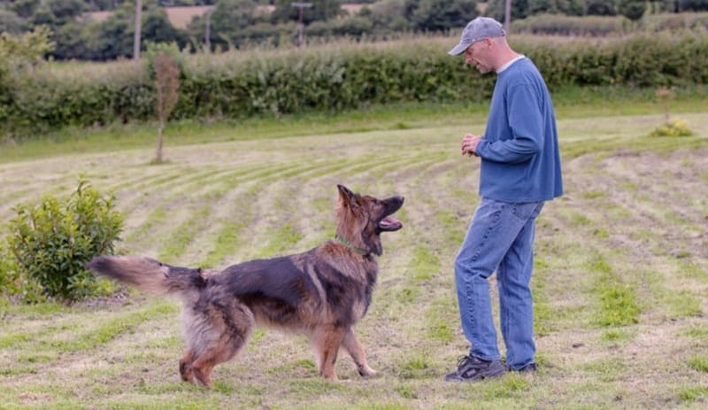 German Dog Commands - A Complete Guide! - We Love Doodles