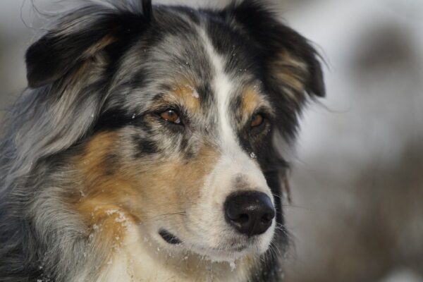 Great Pyrenees and Australian Shepherd Mix Guide! - We Love Doodles