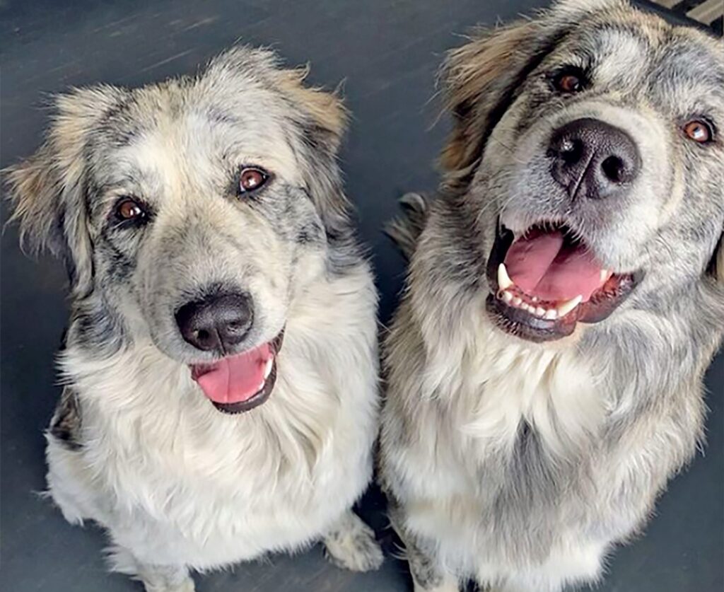 Great Pyrenees and Australian Shepherd Mix Guide!