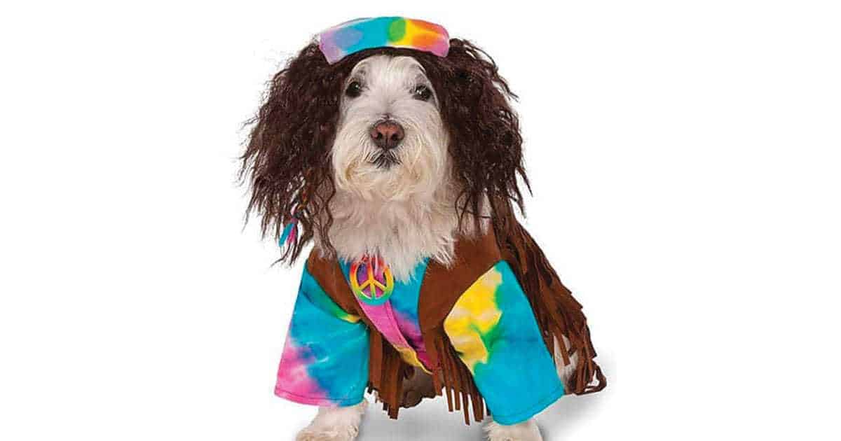 Best 100+ Hippie Dog Names With Meanings! - We Love Doodles