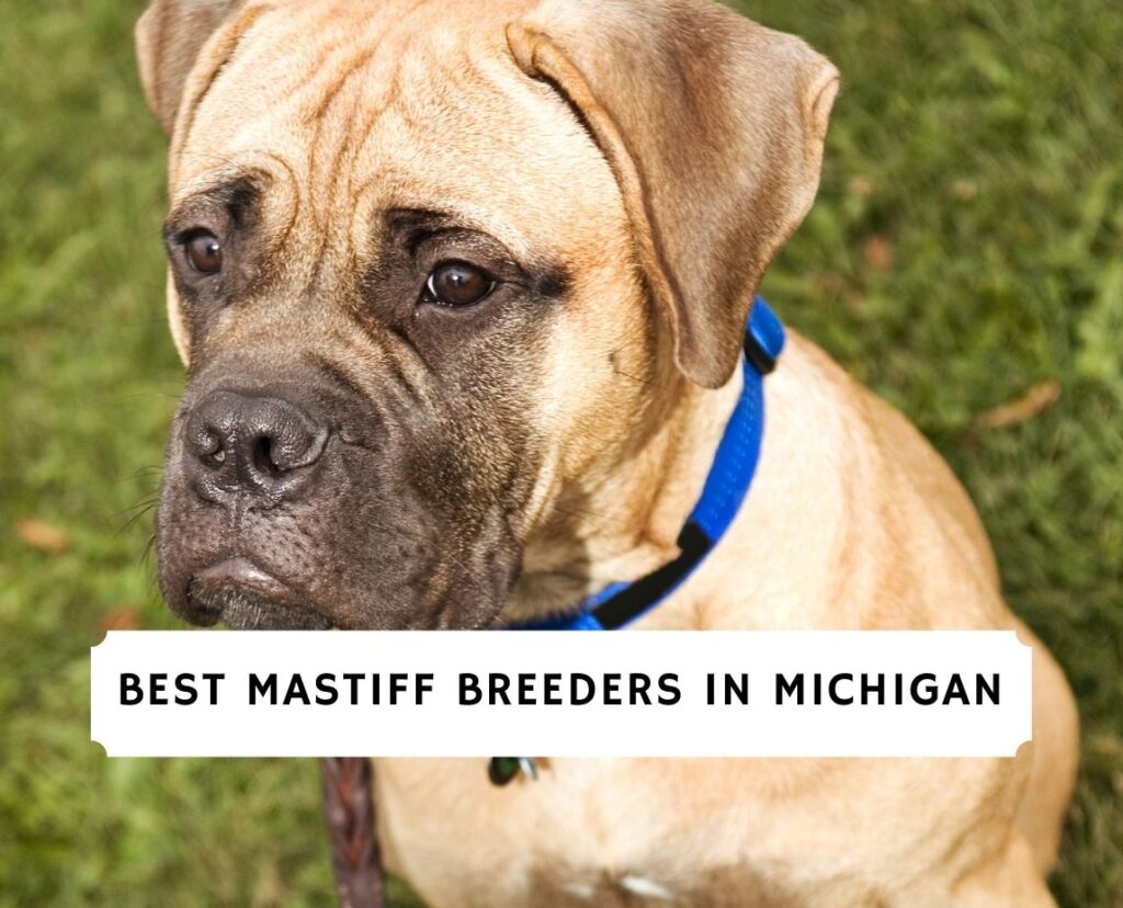 6 Best Mastiff Breeders in Michigan! (2024) - We Love Doodles