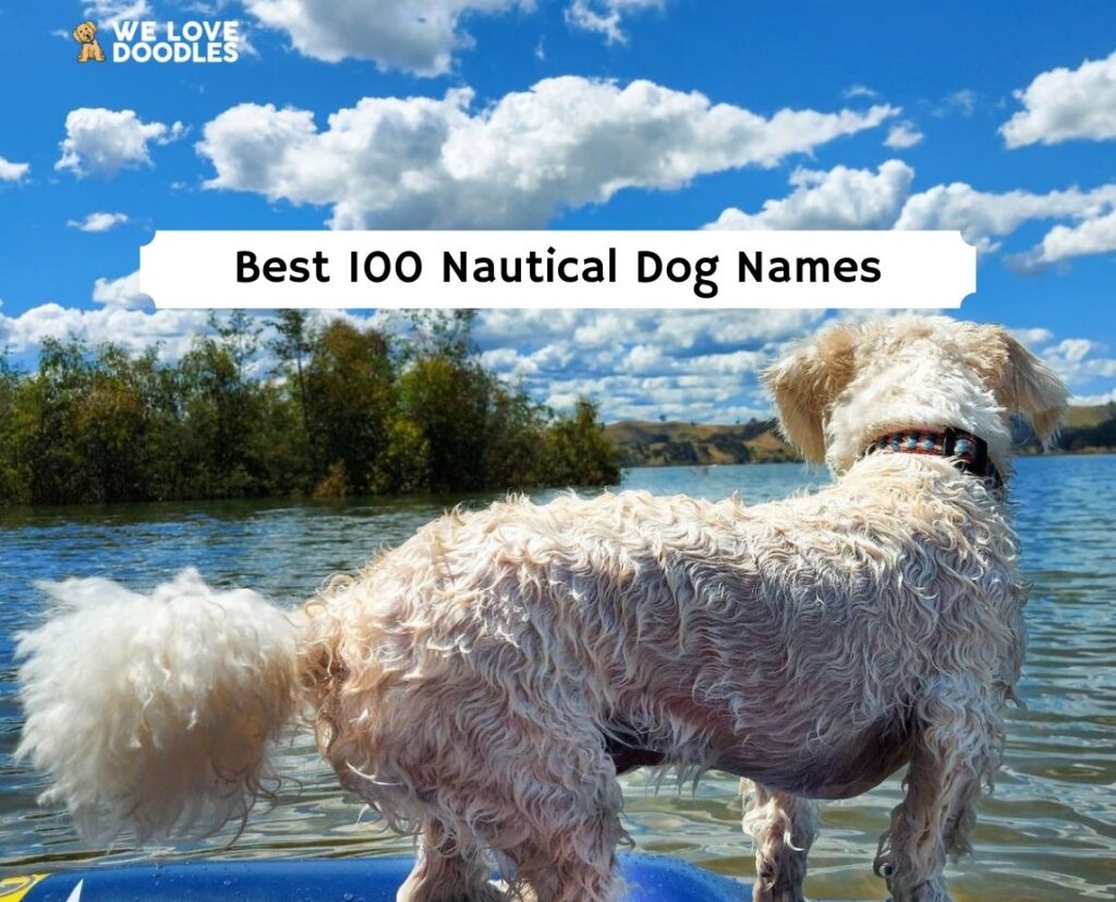 Best 100 Nautical Dog Names For A Puppy 2024 We Love Doodles