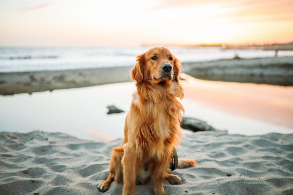 Best 100 Nautical Dog Names For A Puppy 2024 We Love Doodles