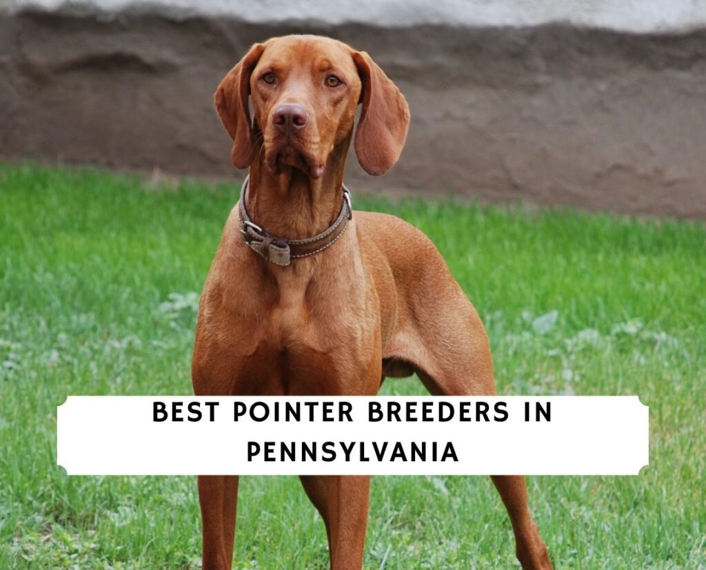 7 Best Pointer Breeders in Pennsylvania! - We Love Doodles