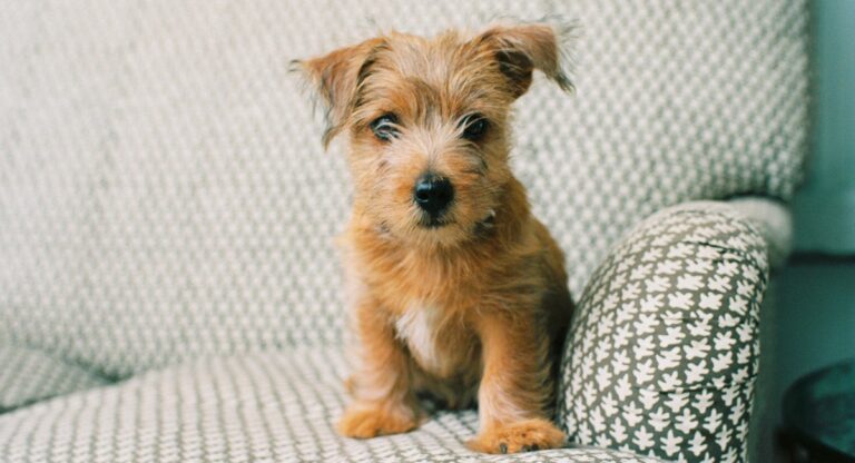 Best 100 Historical Dog Names For A Puppy! (2024) - We Love Doodles