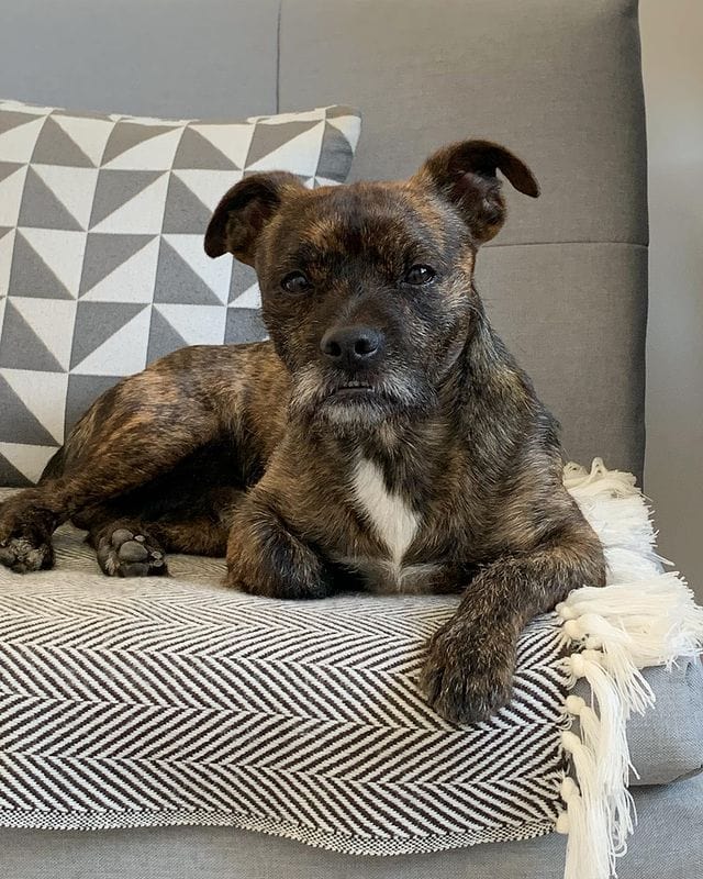 100 Best Brindle Dog Names That Are Good! (2024) - We Love Doodles