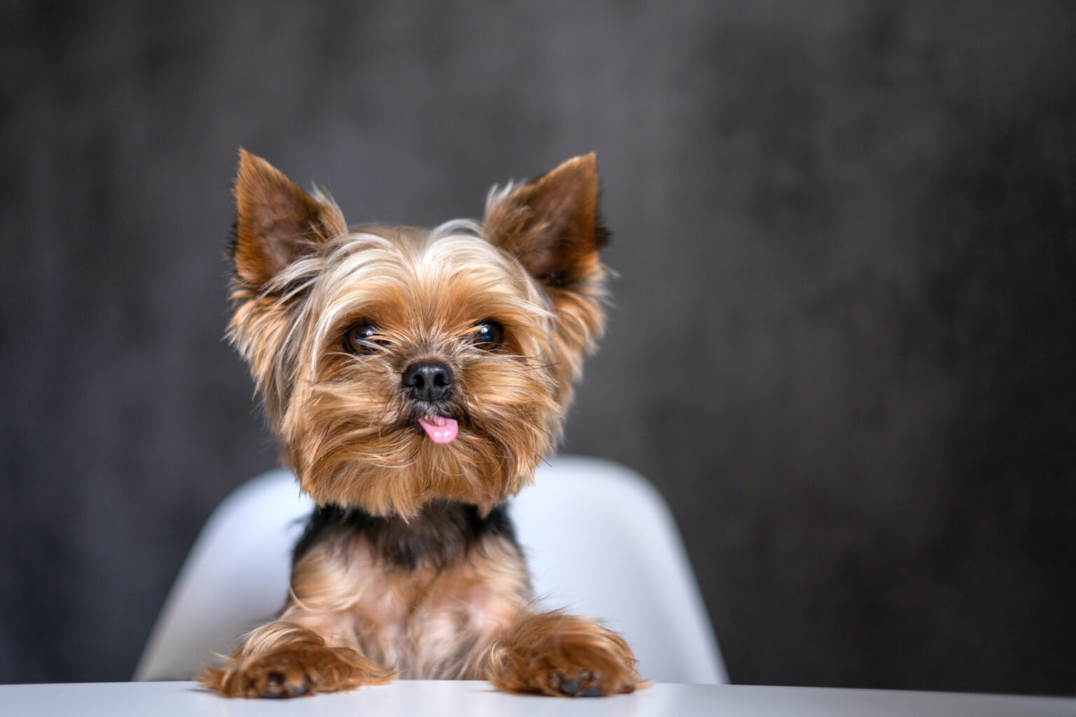 Teacup Yorkie vs. Yorkie: What's The Difference? - We Love Doodles