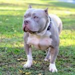 The 9 Best Muscle Growth Supplements for Dogs in 2024! - We Love Doodles