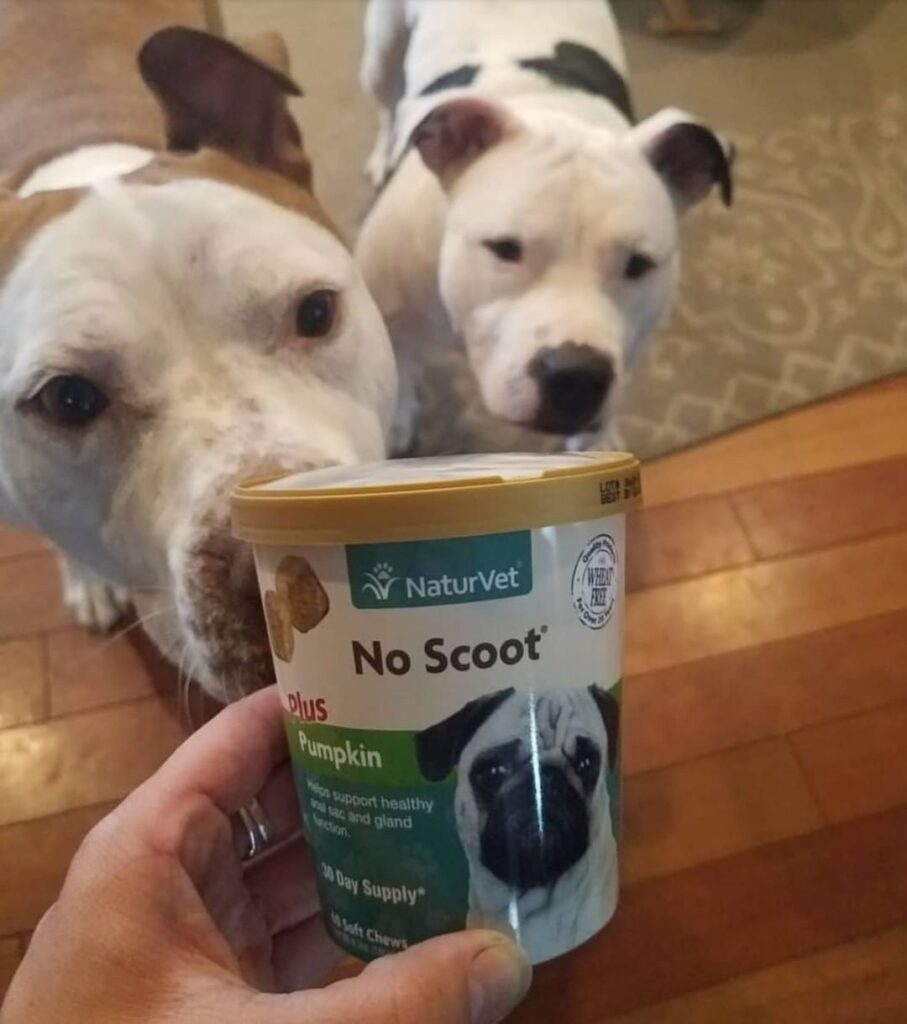 The 6 Best Dog Scooting Treatments in 2024! - We Love Doodles