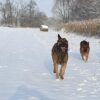 German Dog Commands – A Complete Guide!