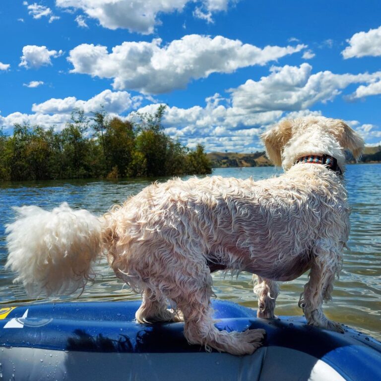 Best 100 Nautical Dog Names For a Puppy! (2024) - We Love Doodles