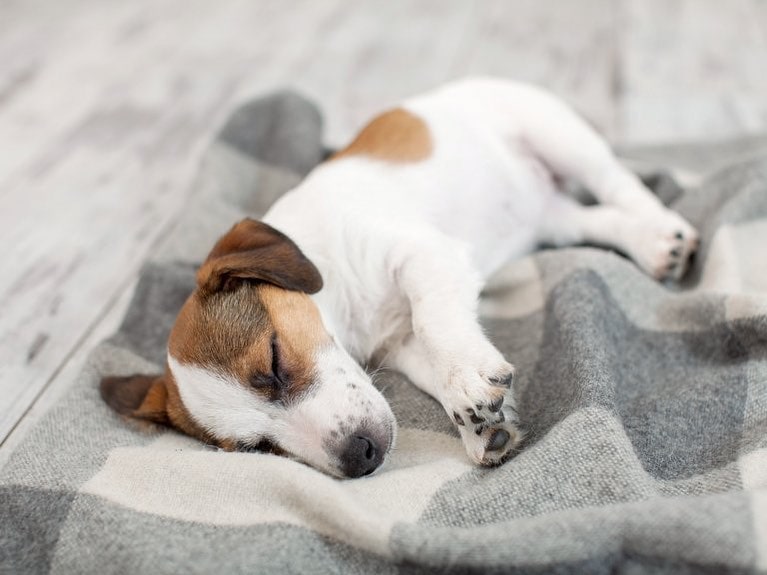 Can Seizures Cause Memory Loss In Dogs Can Seizures Cause Memory Loss In Dogs