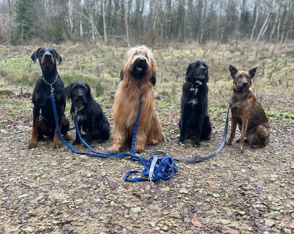 Best Russian Dog Commands! - We Love Doodles