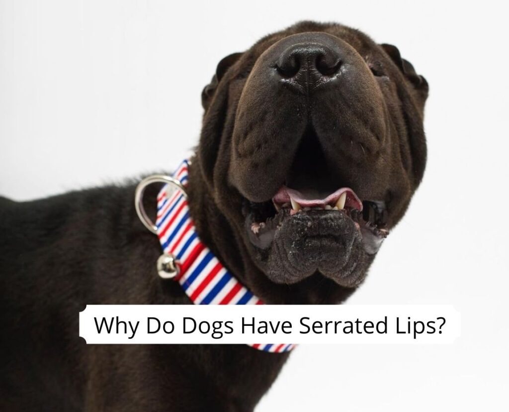 Why Do Dogs Have Serrated Lips? - We Love Doodles