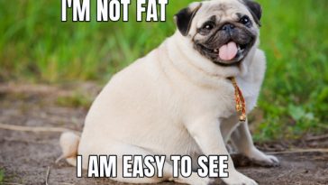 The 15 Best Scared Dog Memes! - We Love Doodles