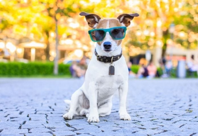 The Best 150+ Boujee Dog Names! - We Love Doodles