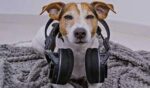 The Best 400+ Best Musical Dog Names!