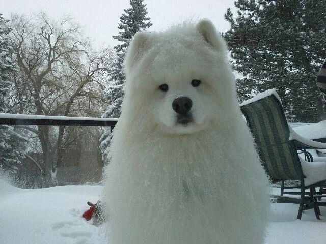 6 Best Samoyed Breeders in Ontario! - We Love Doodles