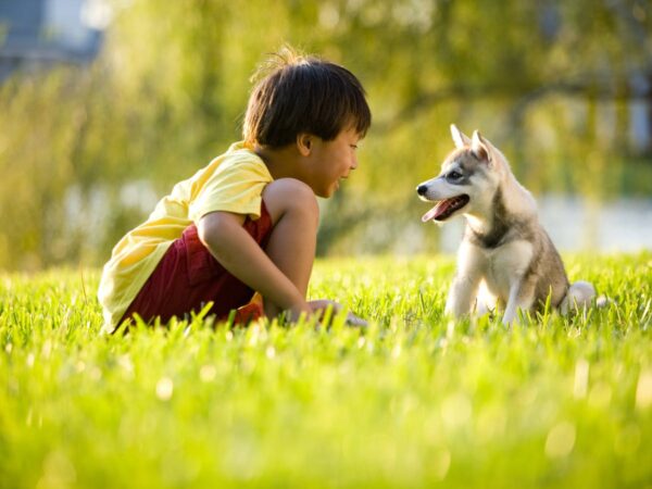 25 Japanese Dog Commands To Teach Your Dog! - We Love Doodles