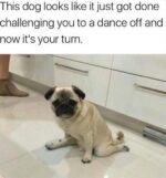 The 20 Best Funny Dancing Dog Memes! - We Love Doodles