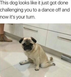 The 20 Best Funny Dancing Dog Memes! - We Love Doodles