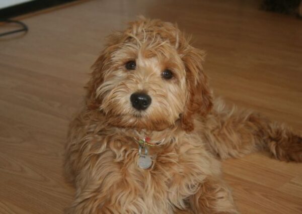 The 10 Best Labradoodle Breeders in Ontario! - We Love Doodles