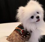 The Best 150+ Boujee Dog Names! (2023) - We Love Doodles