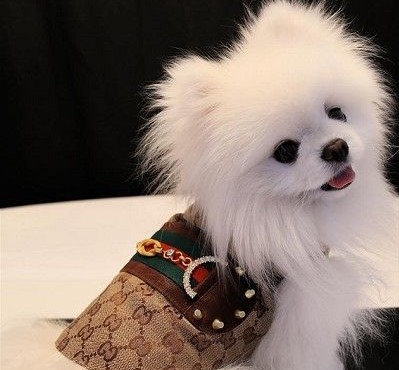 The Best 150+ Boujee Dog Names! - We Love Doodles