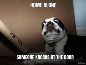 The 15 Best Scared Dog Memes! - We Love Doodles