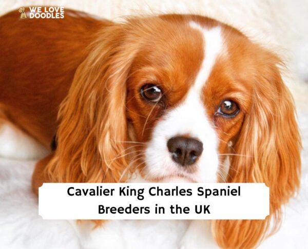 4 Best Cavalier King Charles Spaniel Breeders in the UK! - We Love Doodles