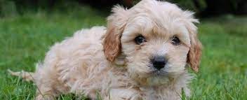 The 175+ Best Cavapoo Names!