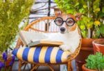 The Best 150+ Boujee Dog Names! (2022) - We Love Doodles