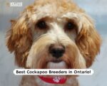 The 6 Best Cockapoo Breeders in Ontario! - We Love Doodles