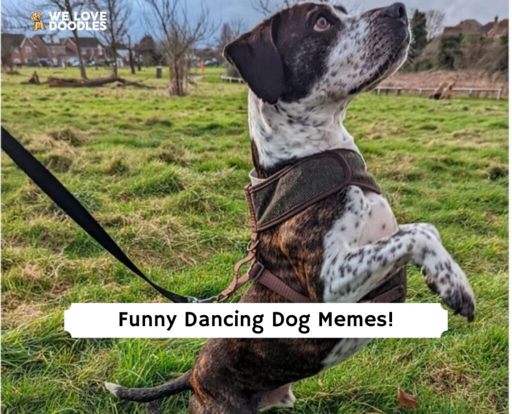 The 20 Best Funny Dancing Dog Memes! - We Love Doodles