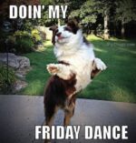 The 20 Best Funny Dancing Dog Memes! - We Love Doodles