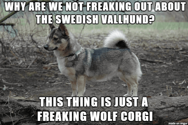 The 15 Best Scared Dog Memes! - We Love Doodles